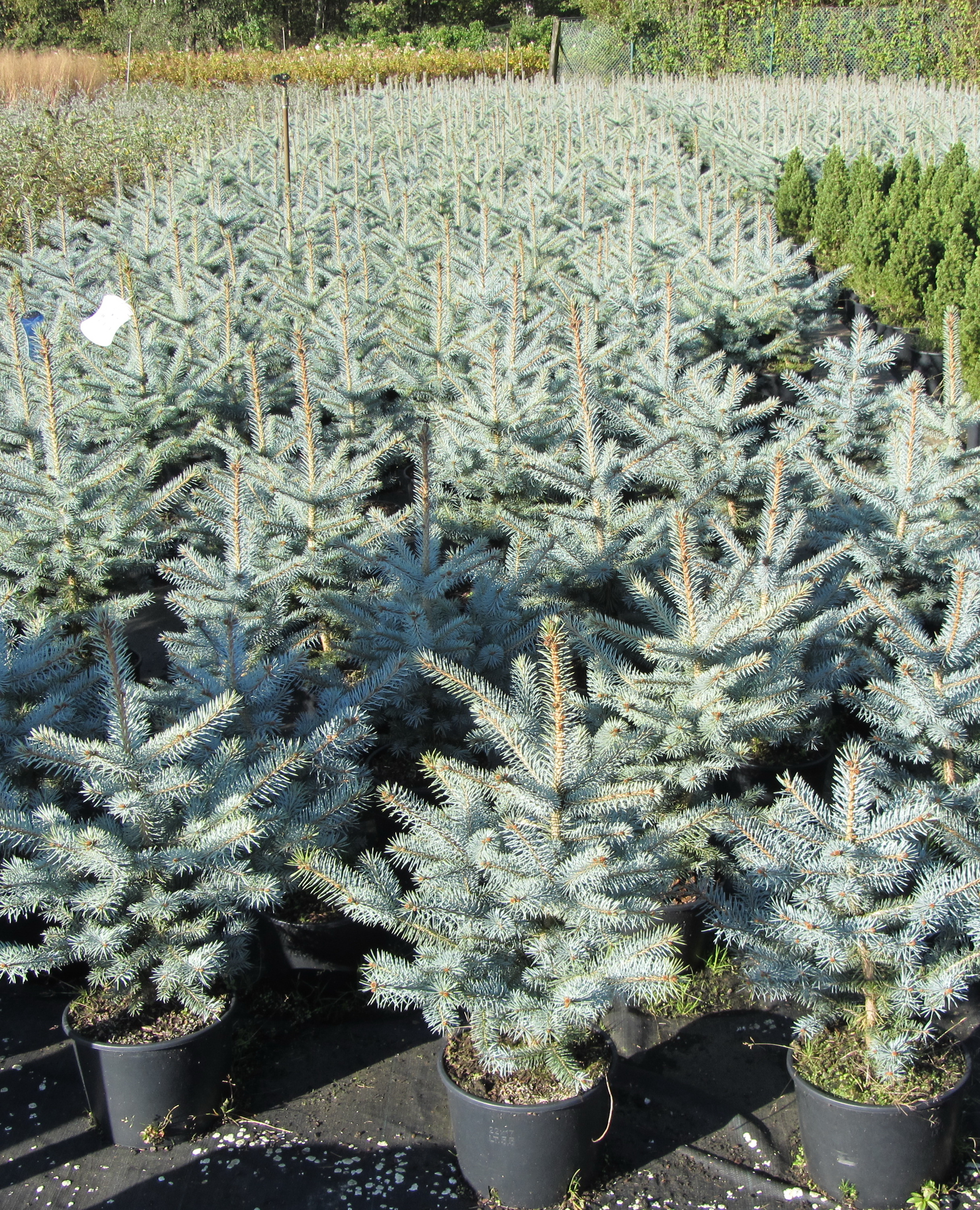 Ель колючая `Блю Даймонд`, Picea pungens `Blue Diamond` ® (`Christmas ...